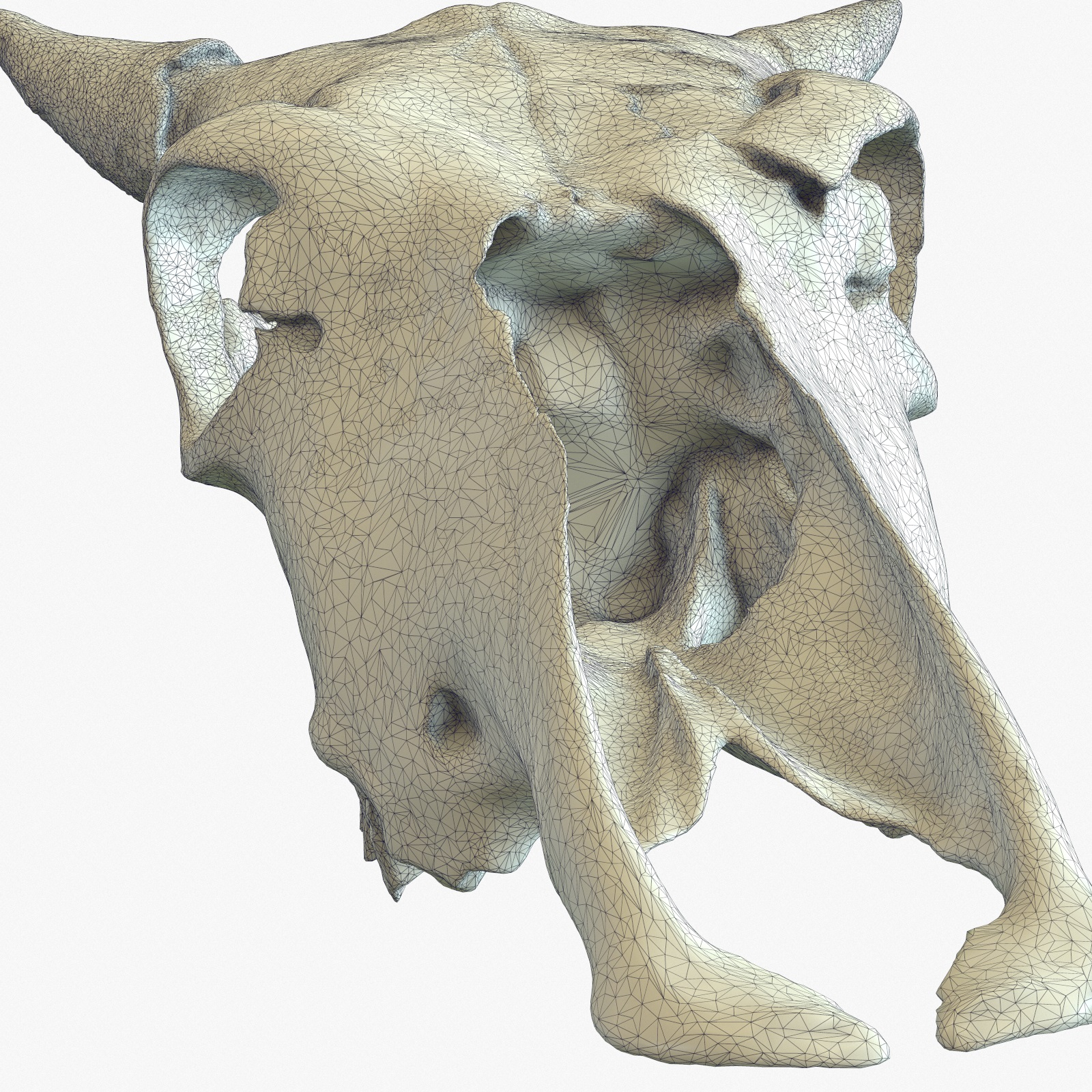 3d cow skull 2 model