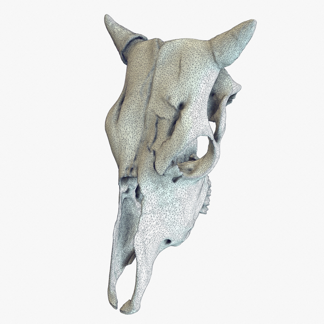 3d Cow Skull 2 Model