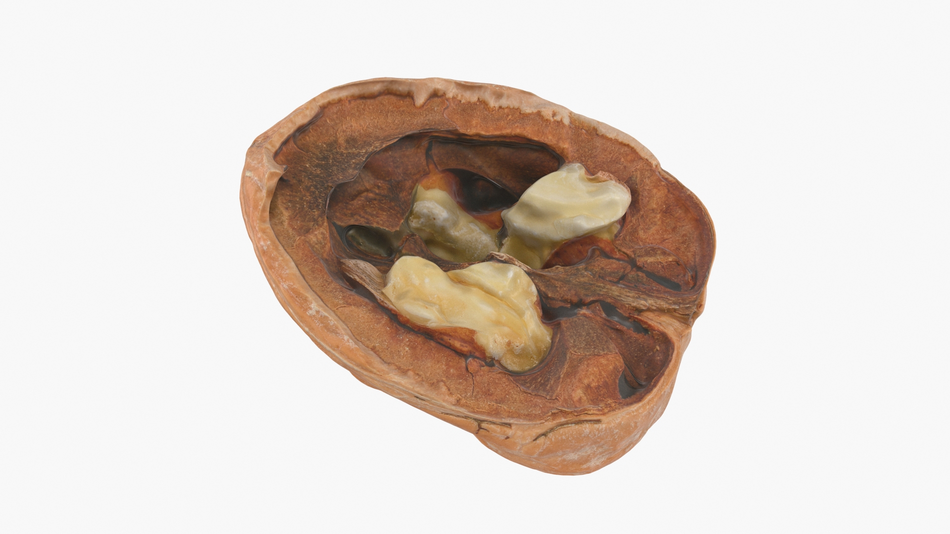 3D model Walnuts Collection - TurboSquid 2039243
