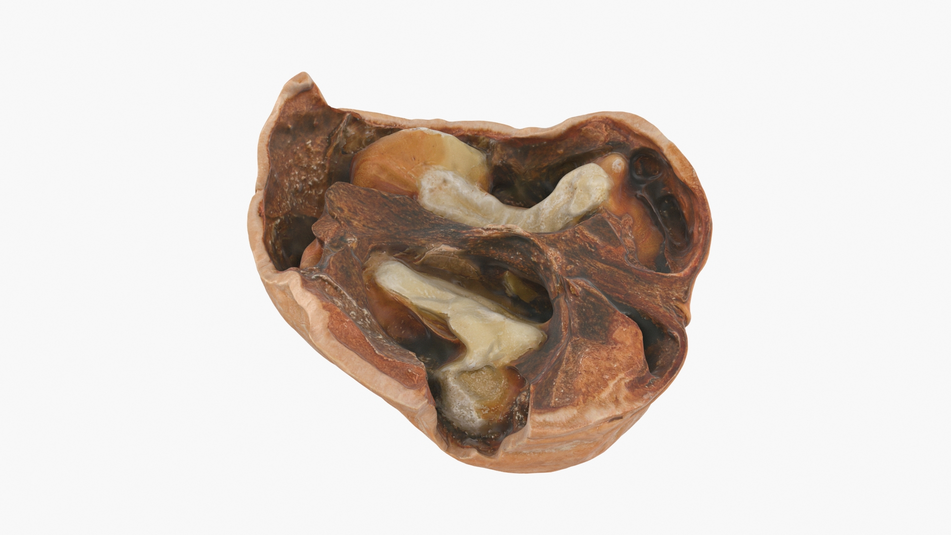 3D model Walnuts Collection - TurboSquid 2039243