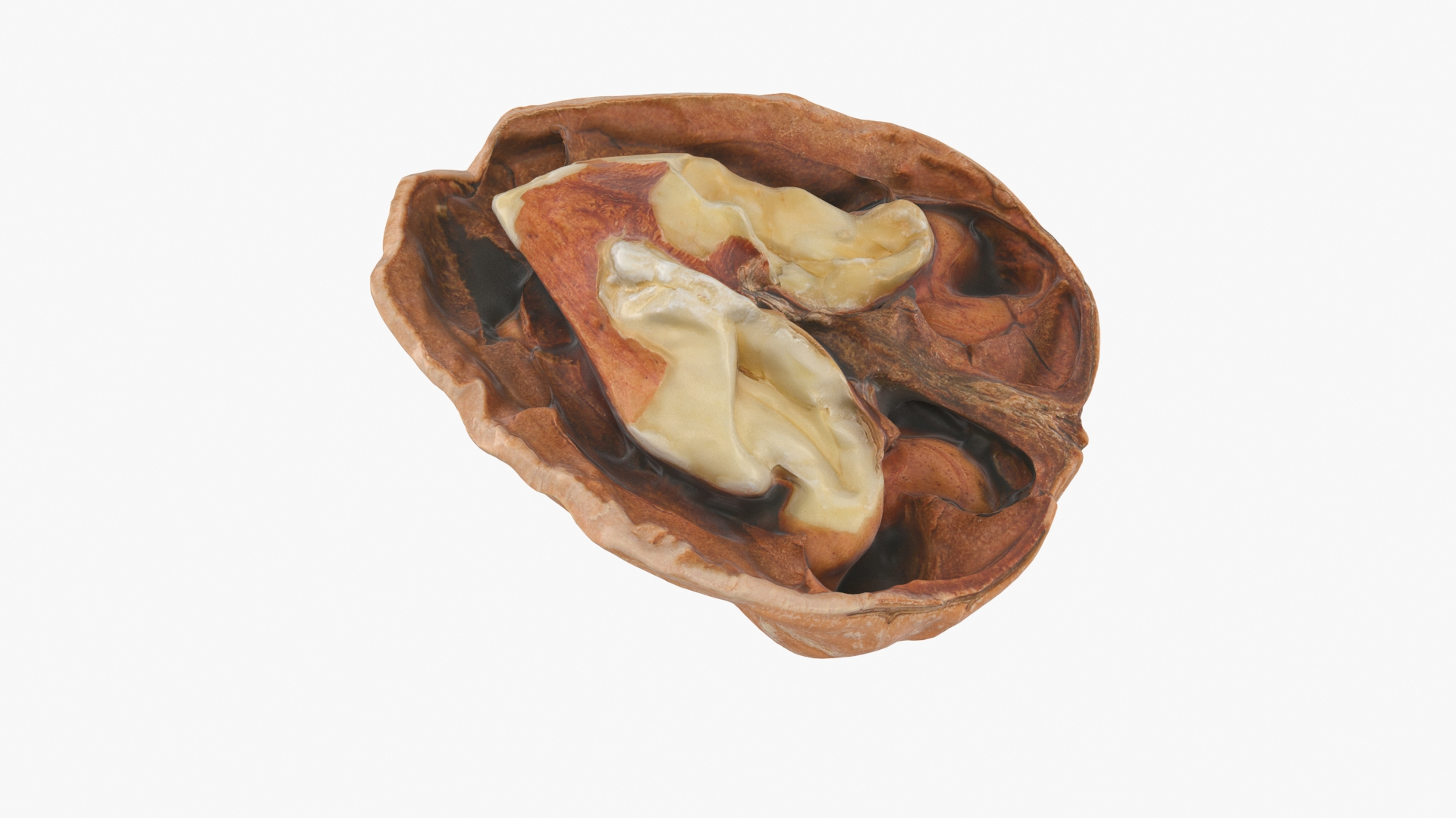 3D model Walnuts Collection - TurboSquid 2039243