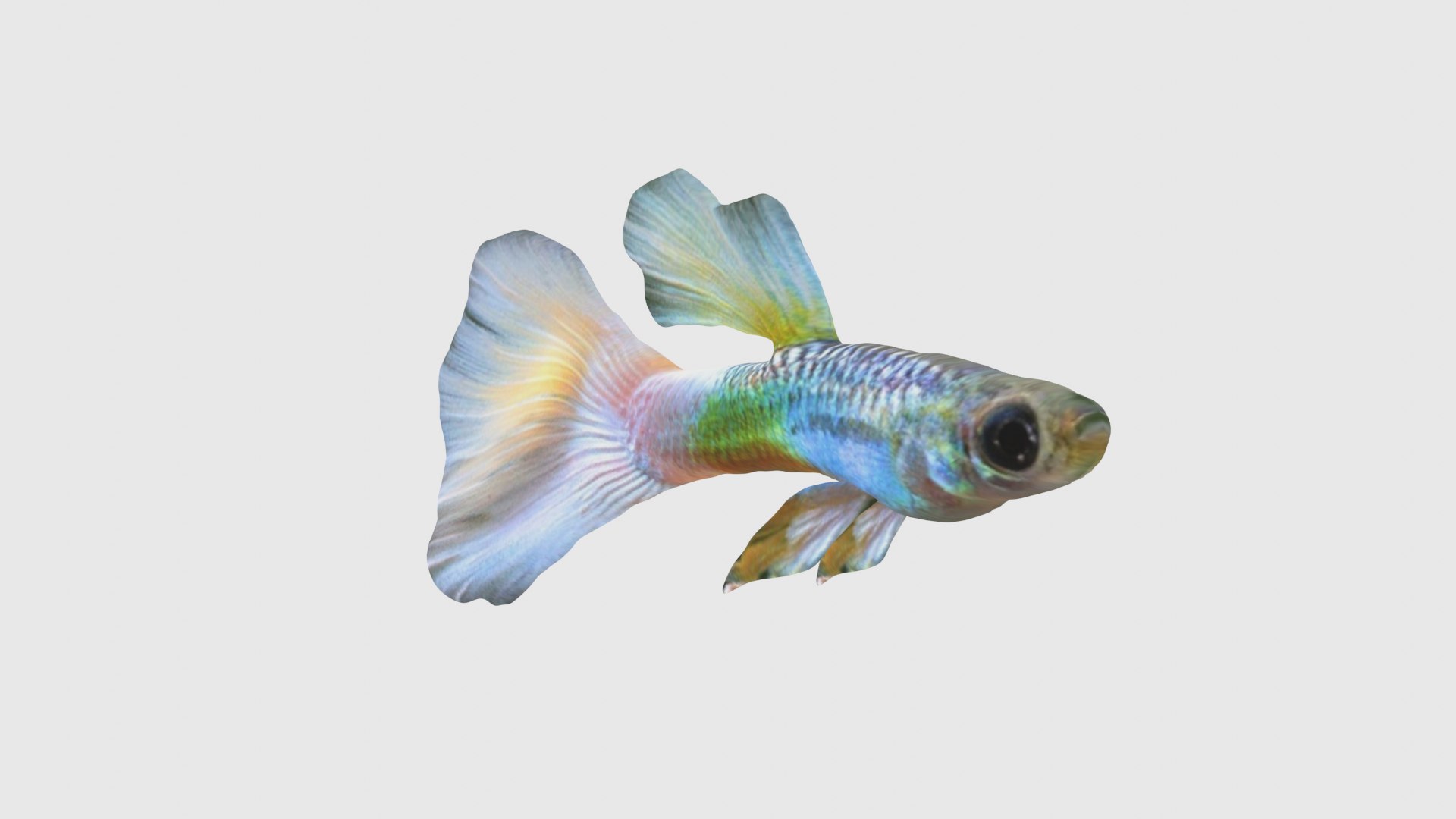 3D Low Poly Guppy Rigged With Realistic Texture Model - TurboSquid 1876046