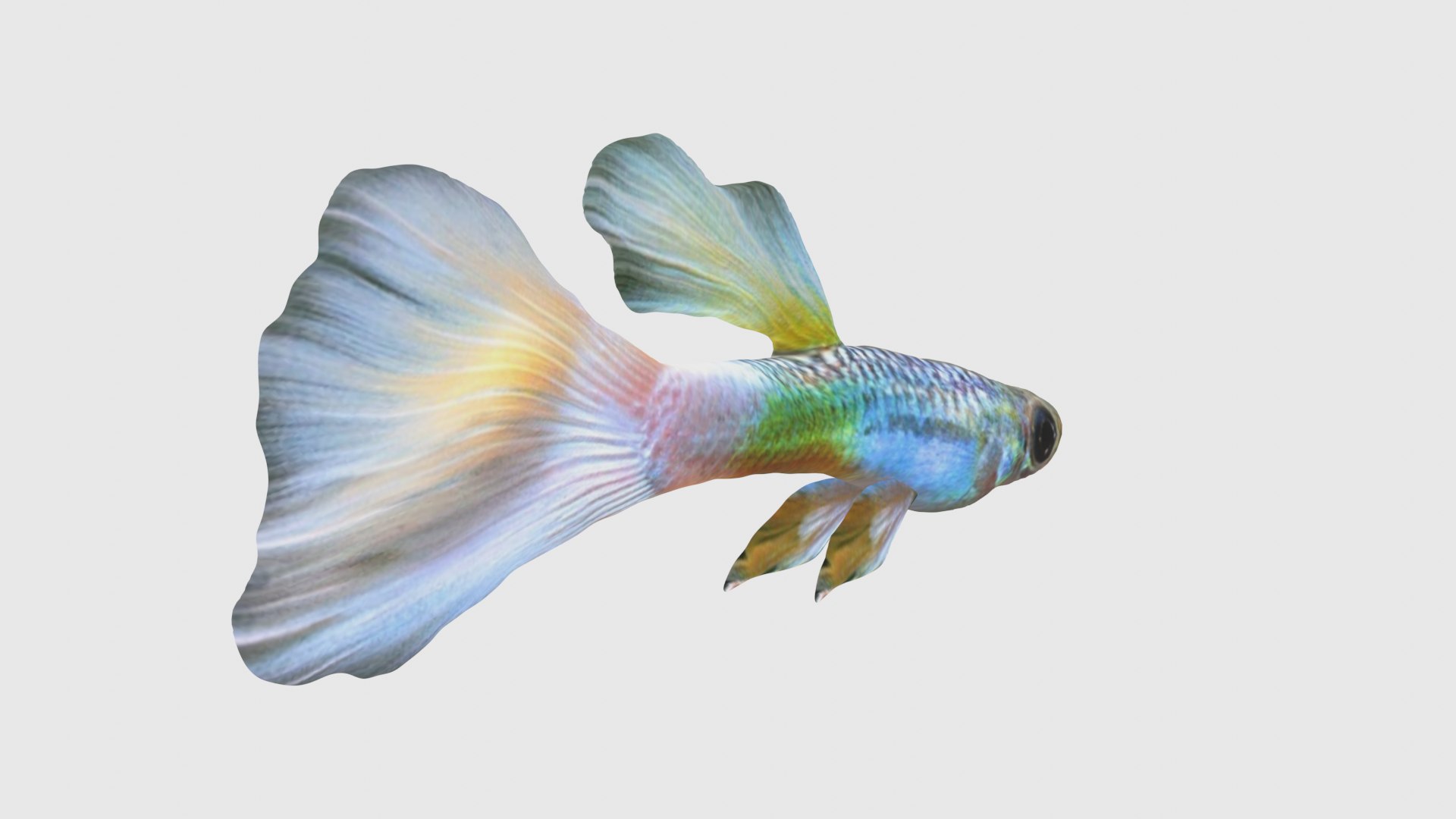 3D Low Poly Guppy Rigged With Realistic Texture Model - TurboSquid 1876046