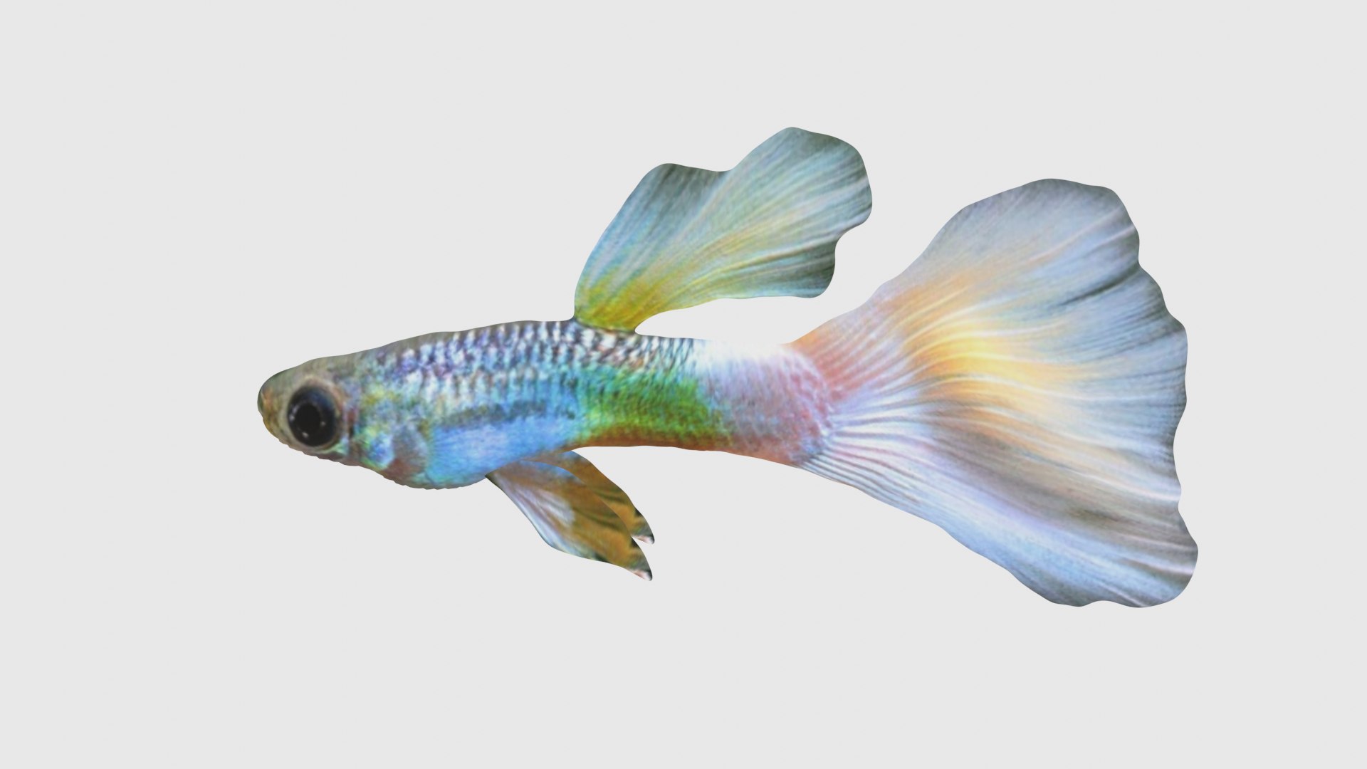 3D Low Poly Guppy Rigged With Realistic Texture Model - TurboSquid 1876046