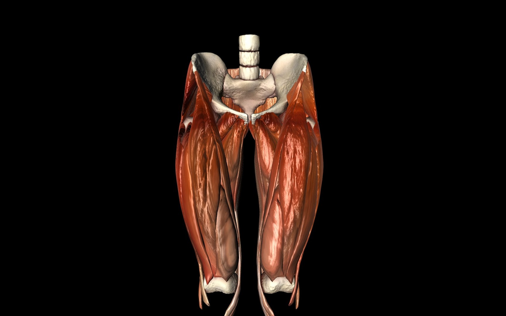 Hip Joint 3d Model