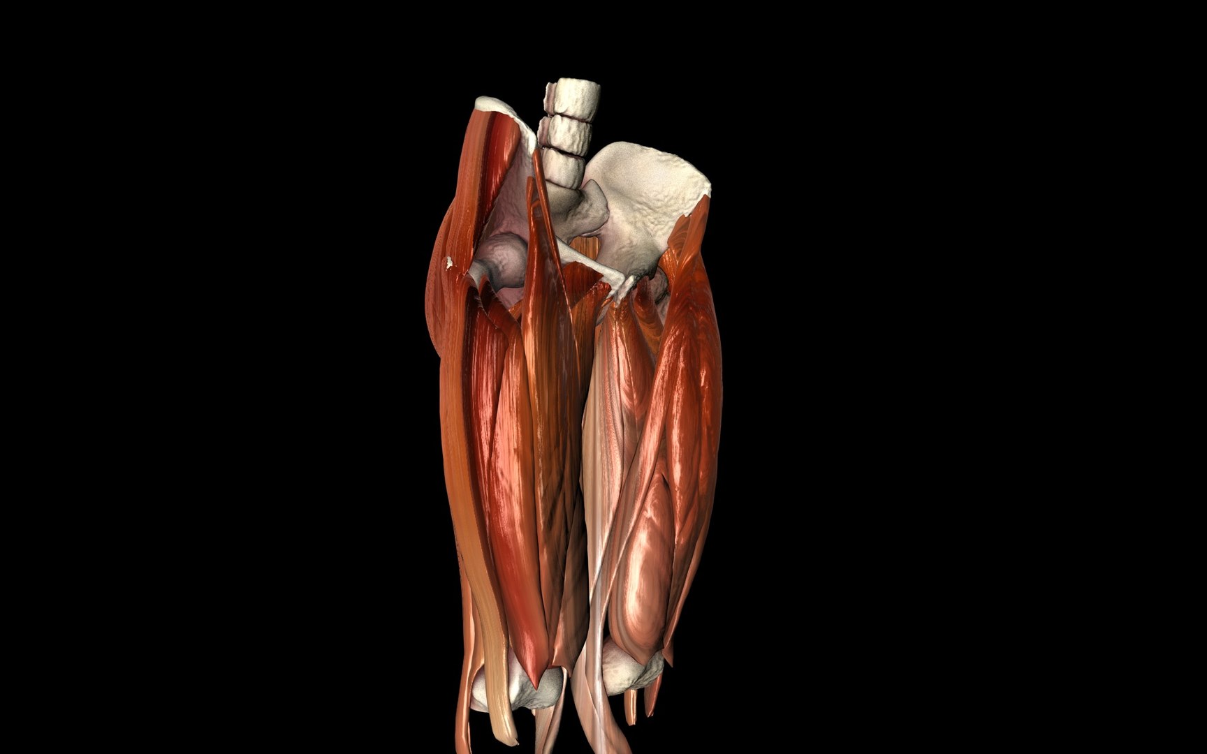 Hip Joint 3d Model