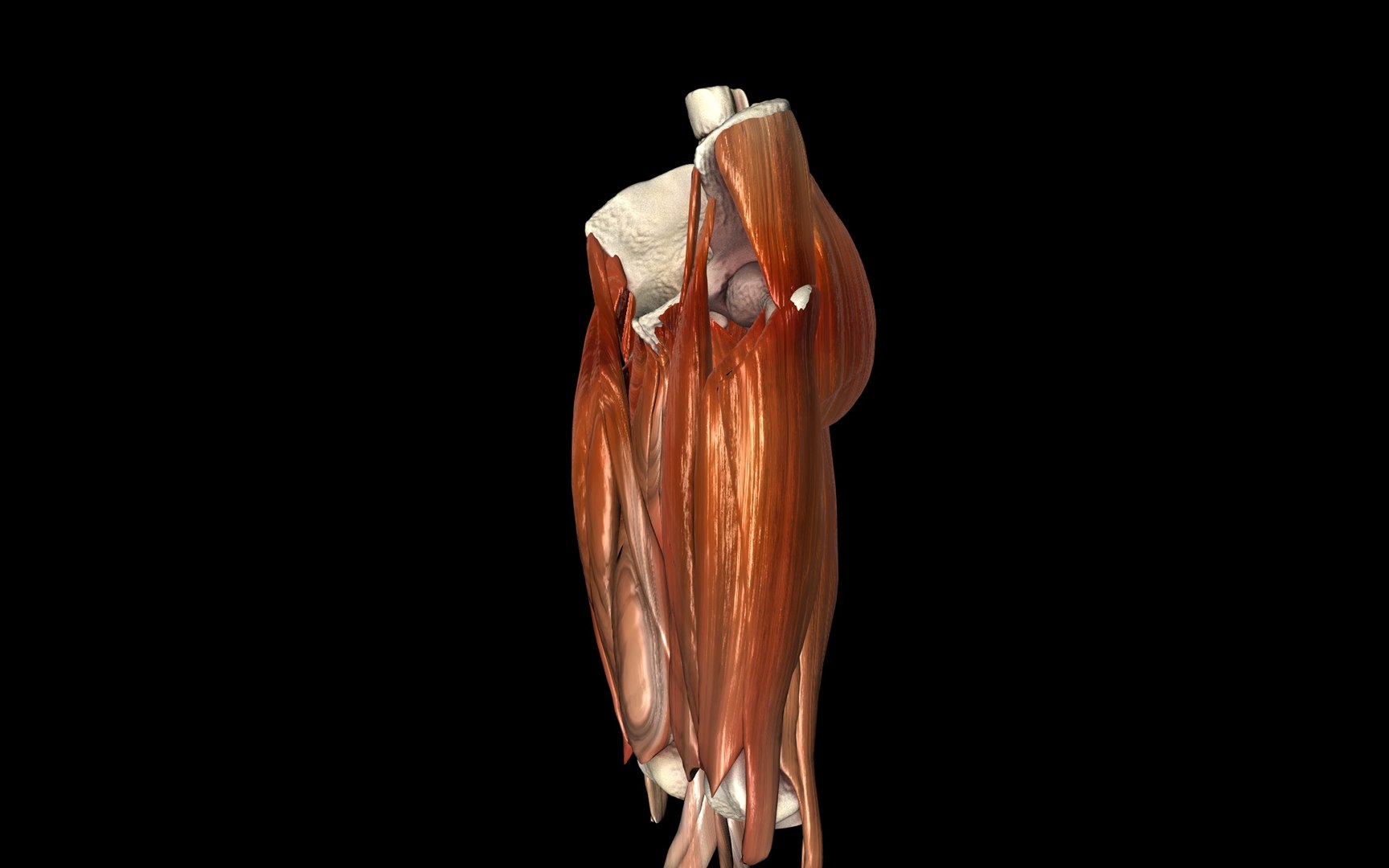 hip joint 3d model