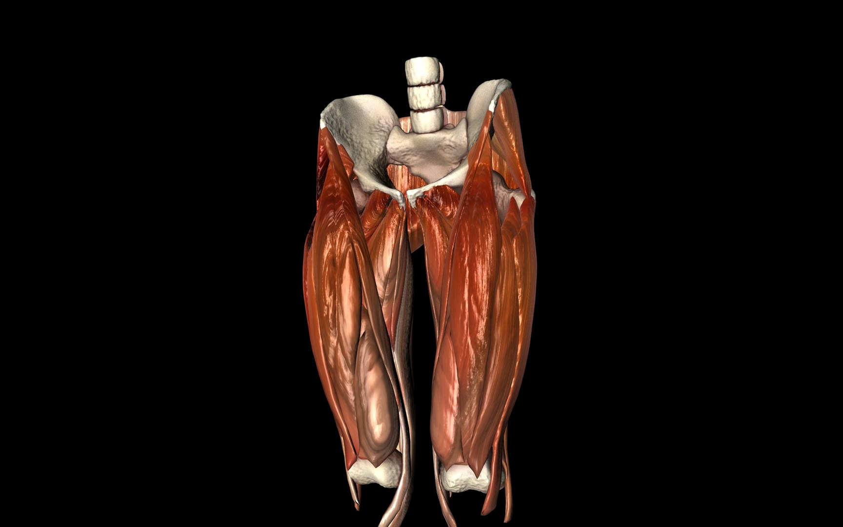 hip joint 3d model