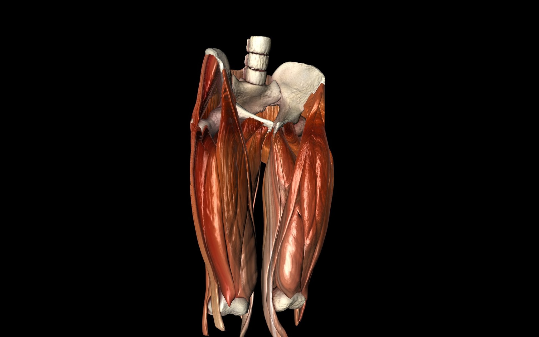 Hip Joint 3d Model