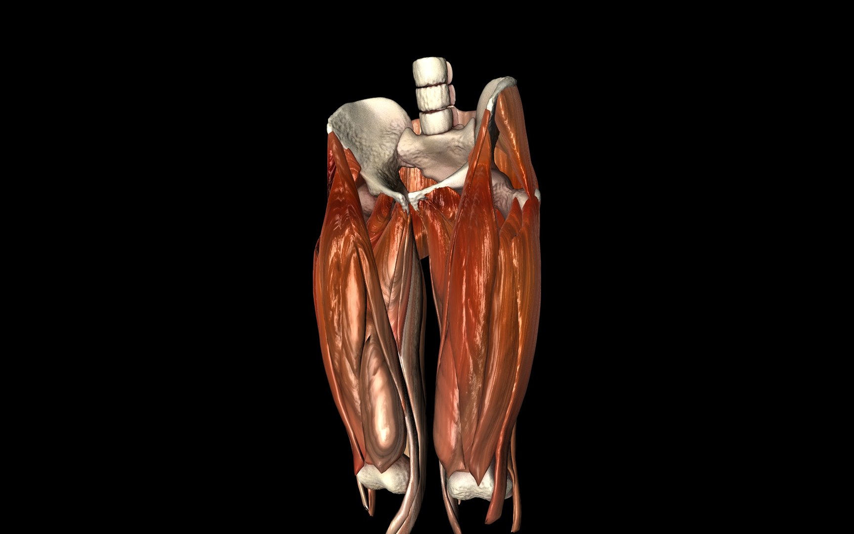 hip joint 3d model
