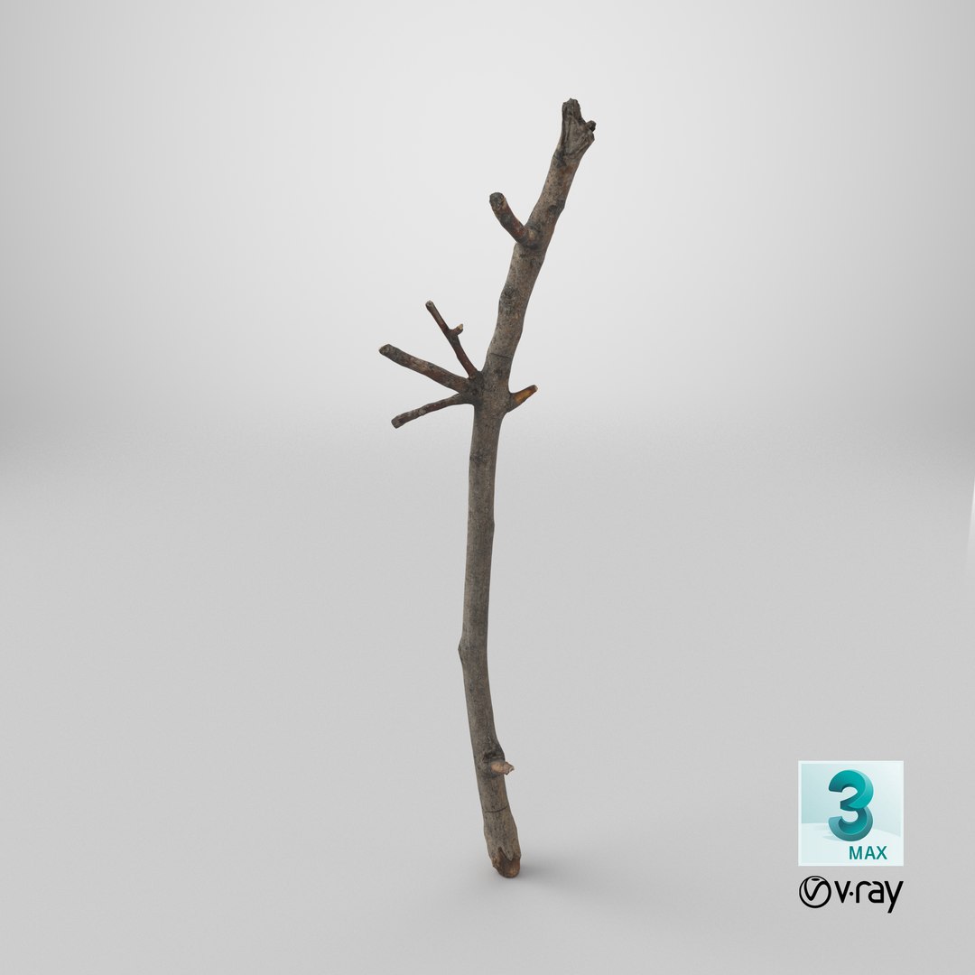 3D Scanned Sprig 02 StemCell - TurboSquid 2398683