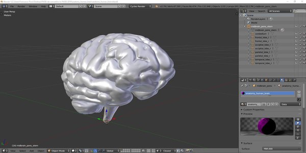 pbr uv-unwrapped human brain 3ds