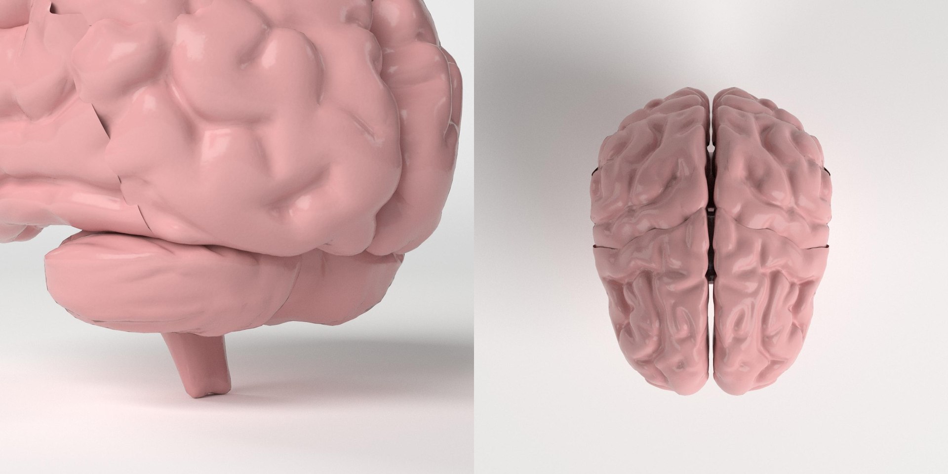 Pbr Uv-unwrapped Human Brain 3ds