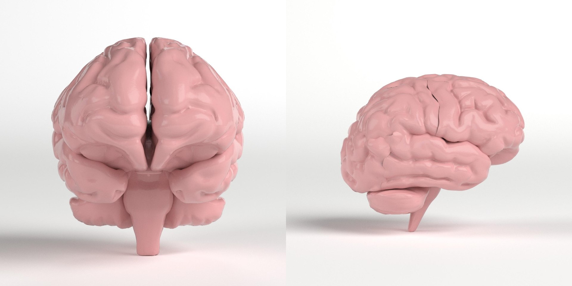 Pbr Uv-unwrapped Human Brain 3ds