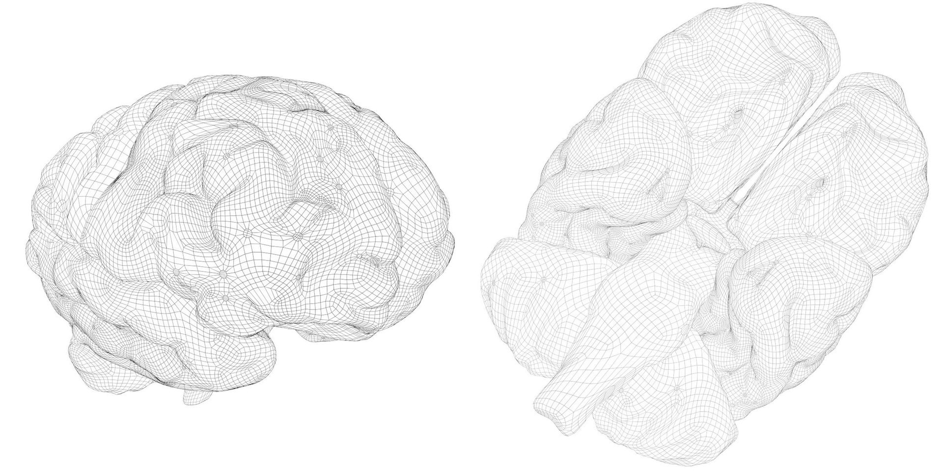 Pbr Uv-unwrapped Human Brain 3ds