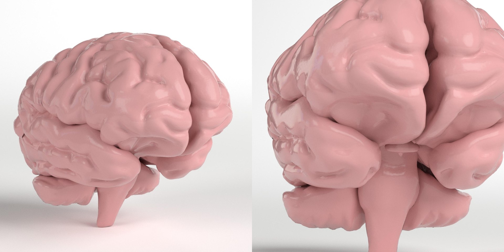 Pbr Uv-unwrapped Human Brain 3ds