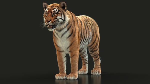 Bengal tiger xgen animation 3D model - TurboSquid 1643030