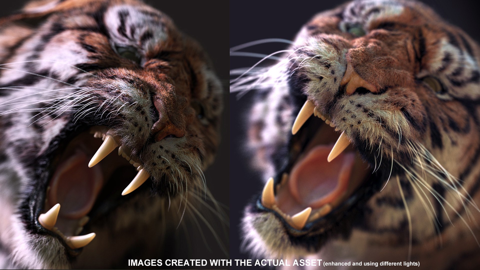 Bengal Tiger Xgen Animation 3D Model - TurboSquid 1643030