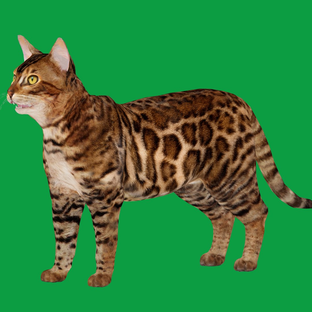 3D Bengal Cat Model - TurboSquid 2260643