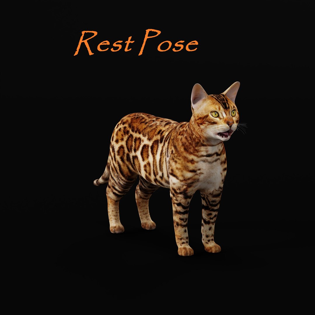 3D Bengal Cat Model - TurboSquid 2260643