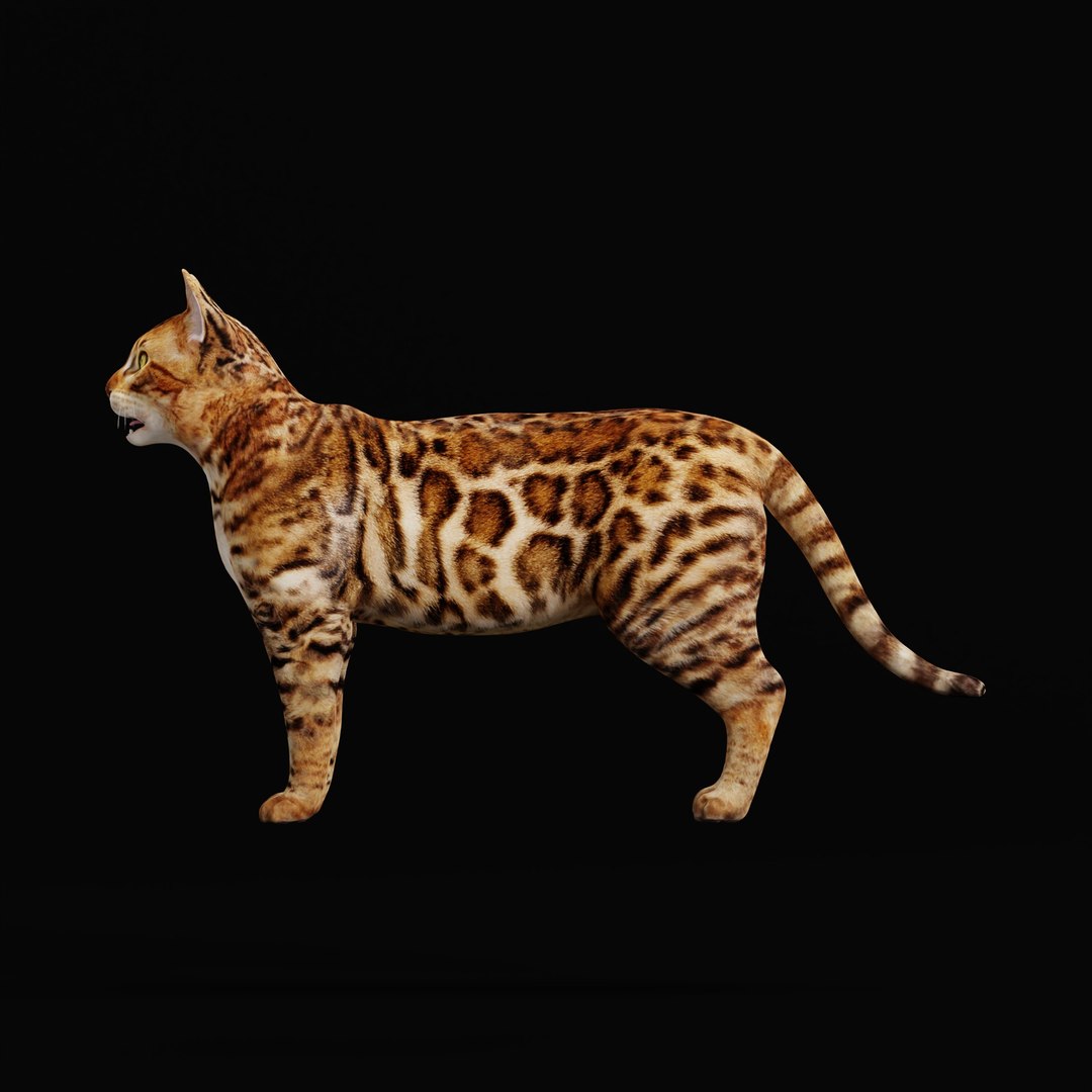 3D Bengal Cat Model - TurboSquid 2260643
