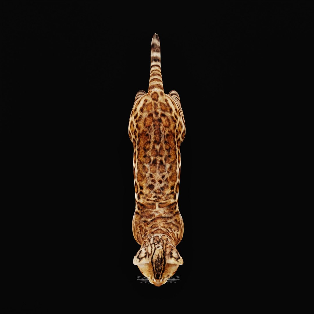 3D Bengal Cat Model - TurboSquid 2260643