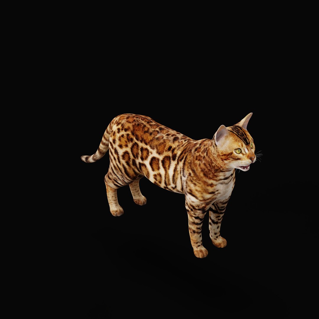 3D Bengal Cat Model - TurboSquid 2260643