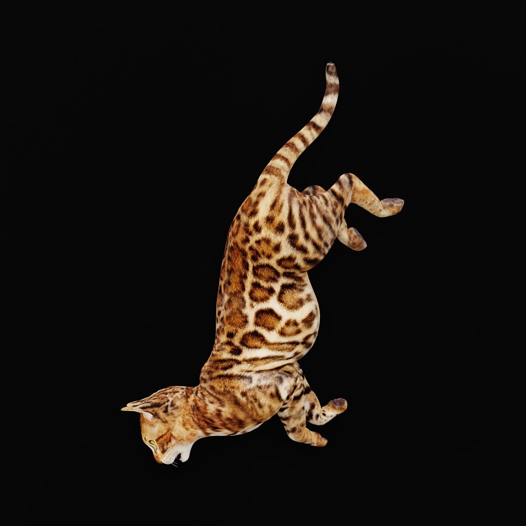 3D Bengal Cat Model - TurboSquid 2260643