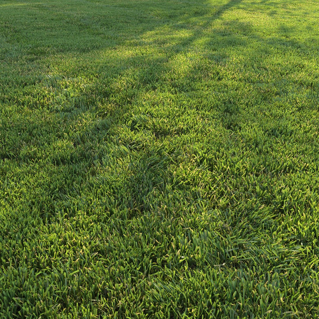Cut Grass V2 3D Model - TurboSquid 1736594