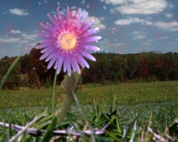 3ds max flower