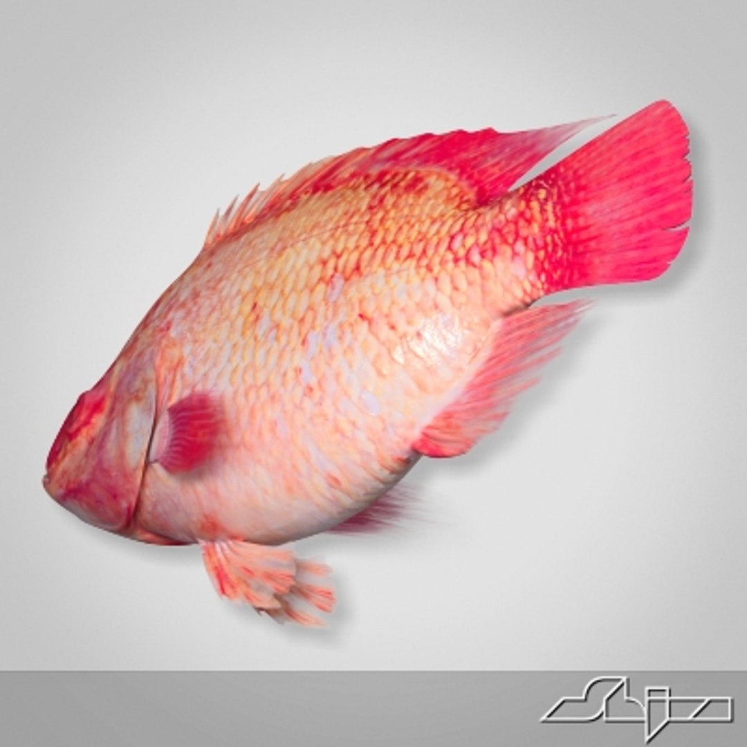 Fish Red Snapper 3d Model