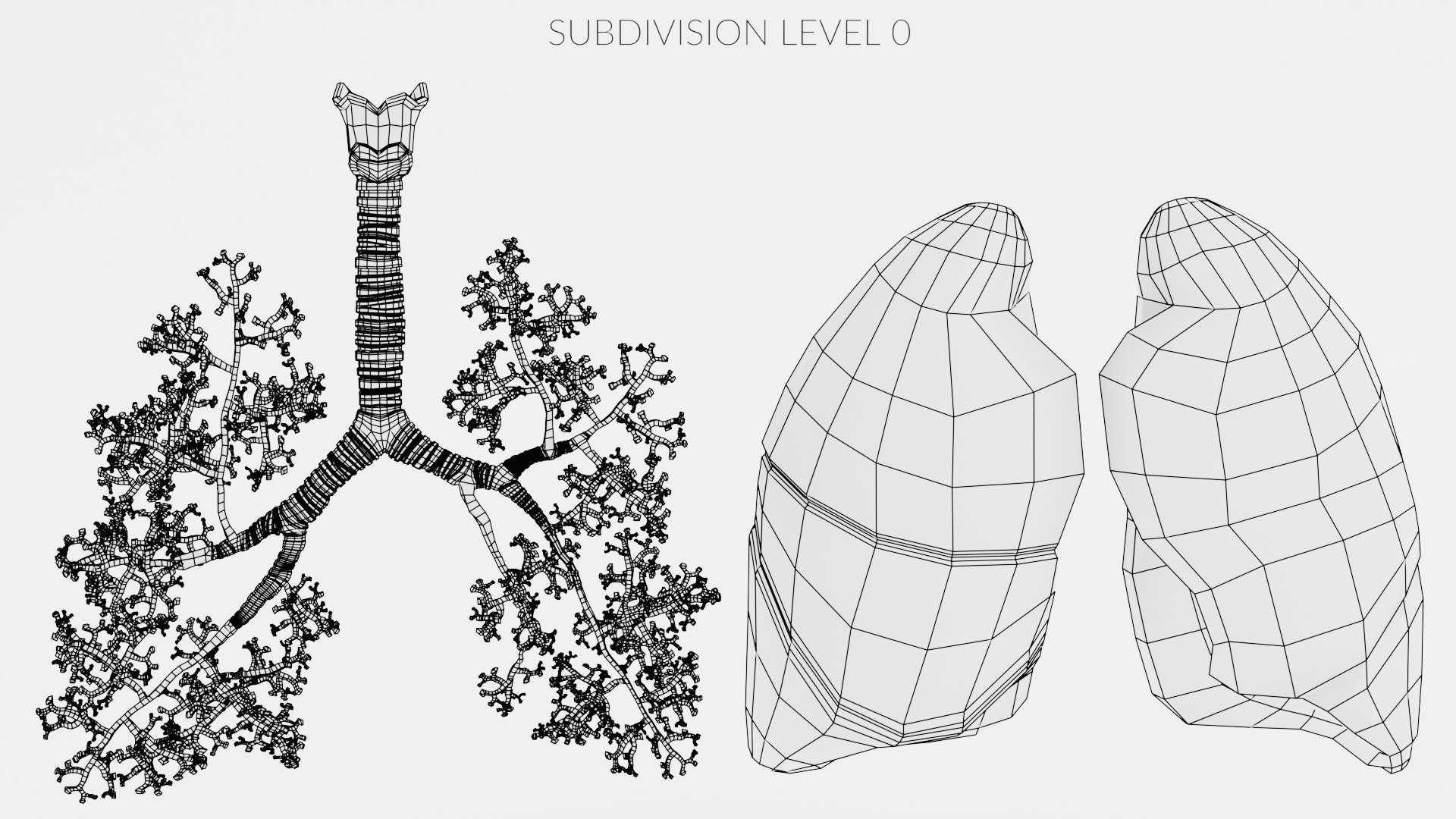 Respiratory System And Bronchi 3D Model - TurboSquid 1839091