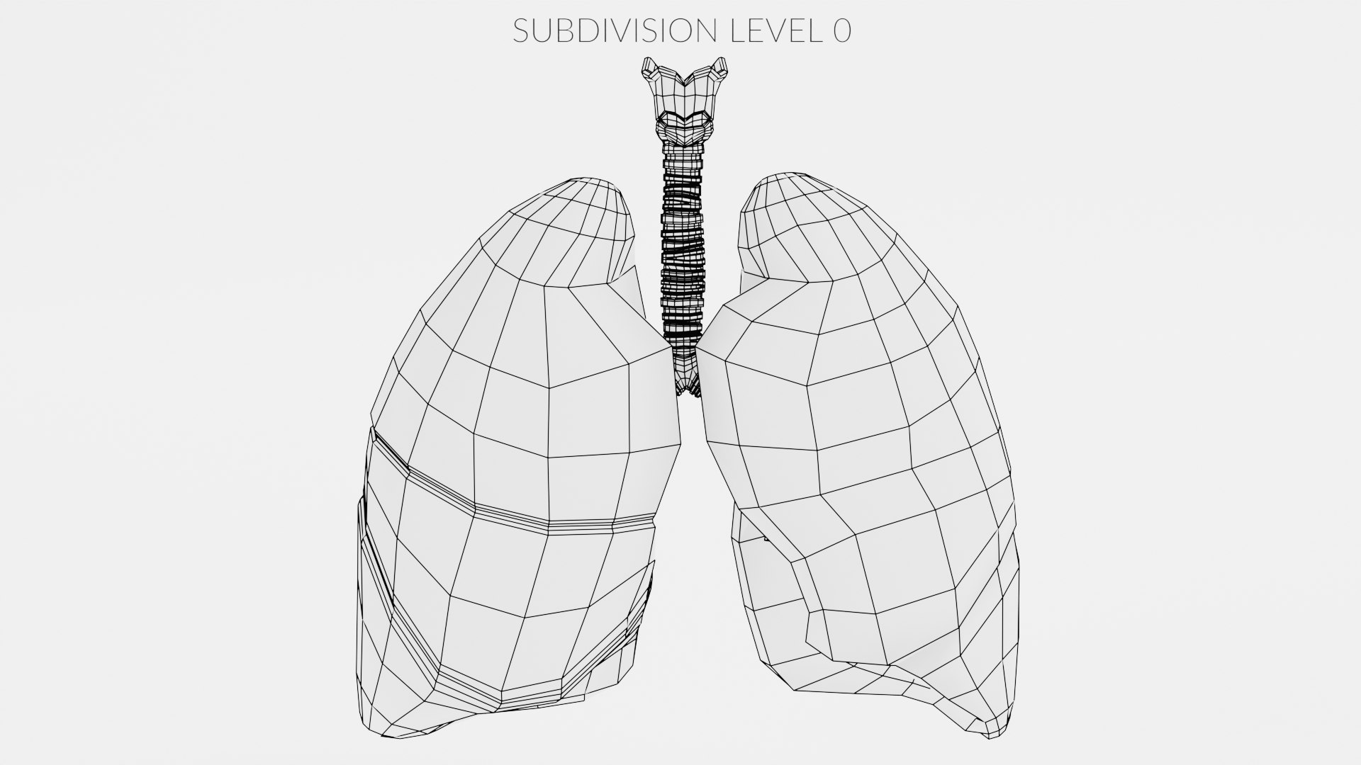 Respiratory System And Bronchi 3D Model - TurboSquid 1839091