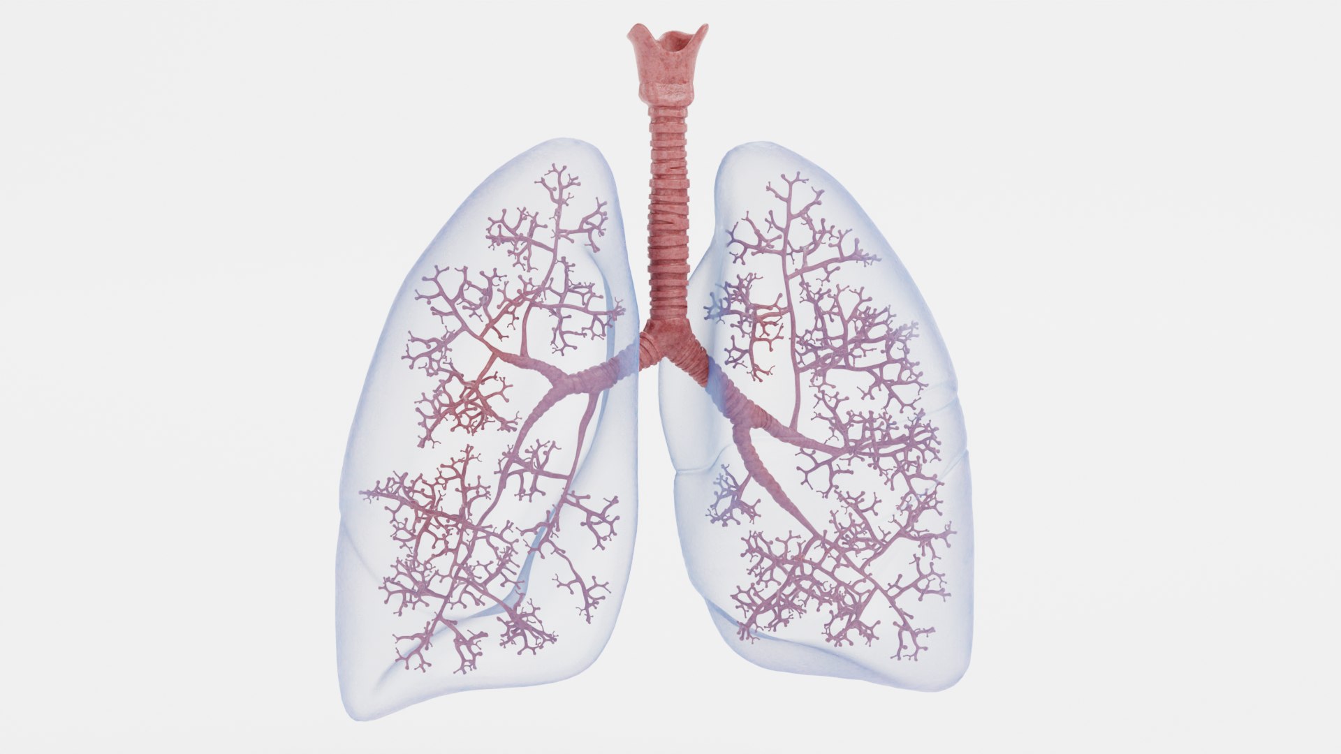Respiratory System And Bronchi 3D Model - TurboSquid 1839091