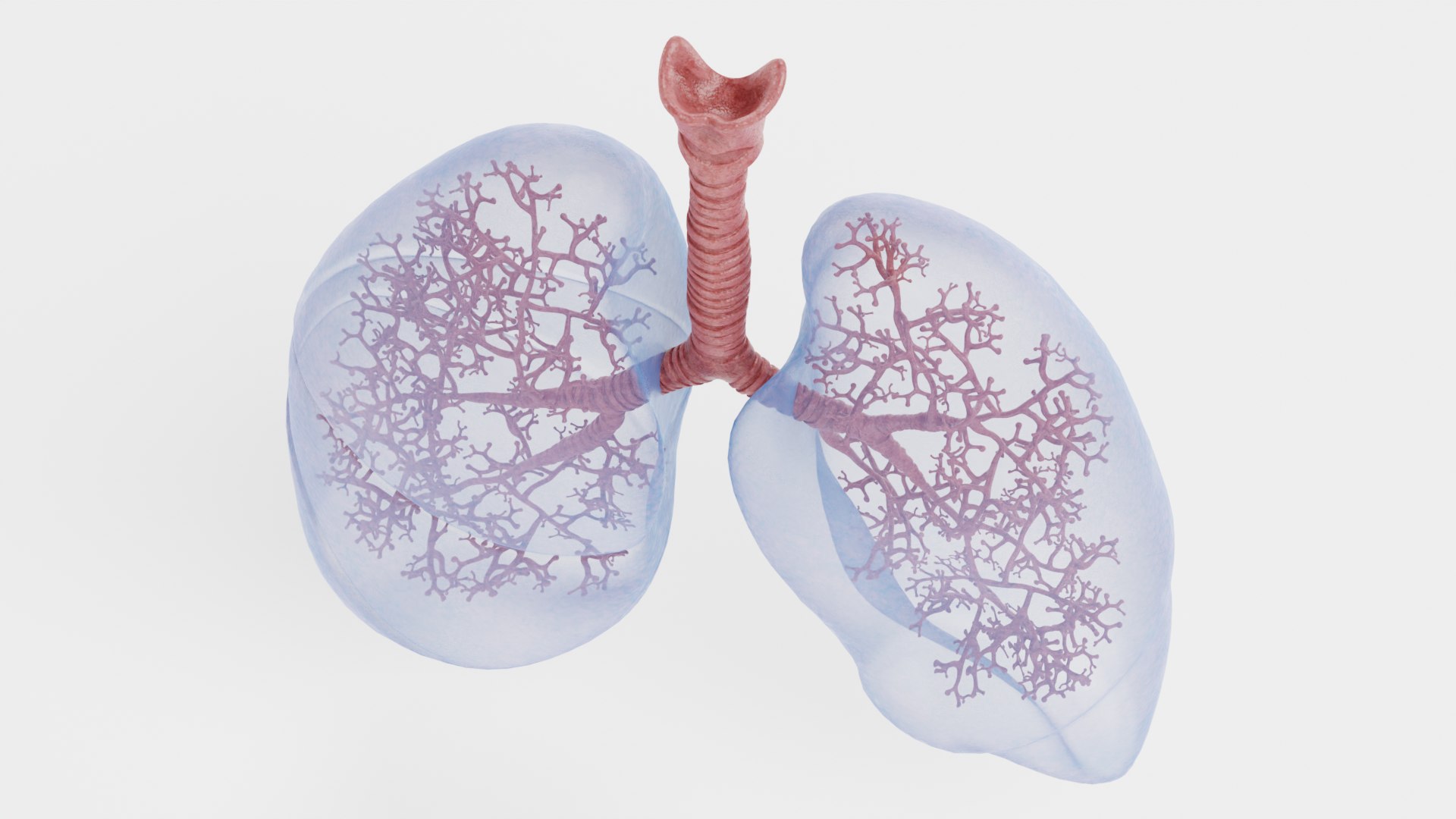 Respiratory System And Bronchi 3D Model - TurboSquid 1839091