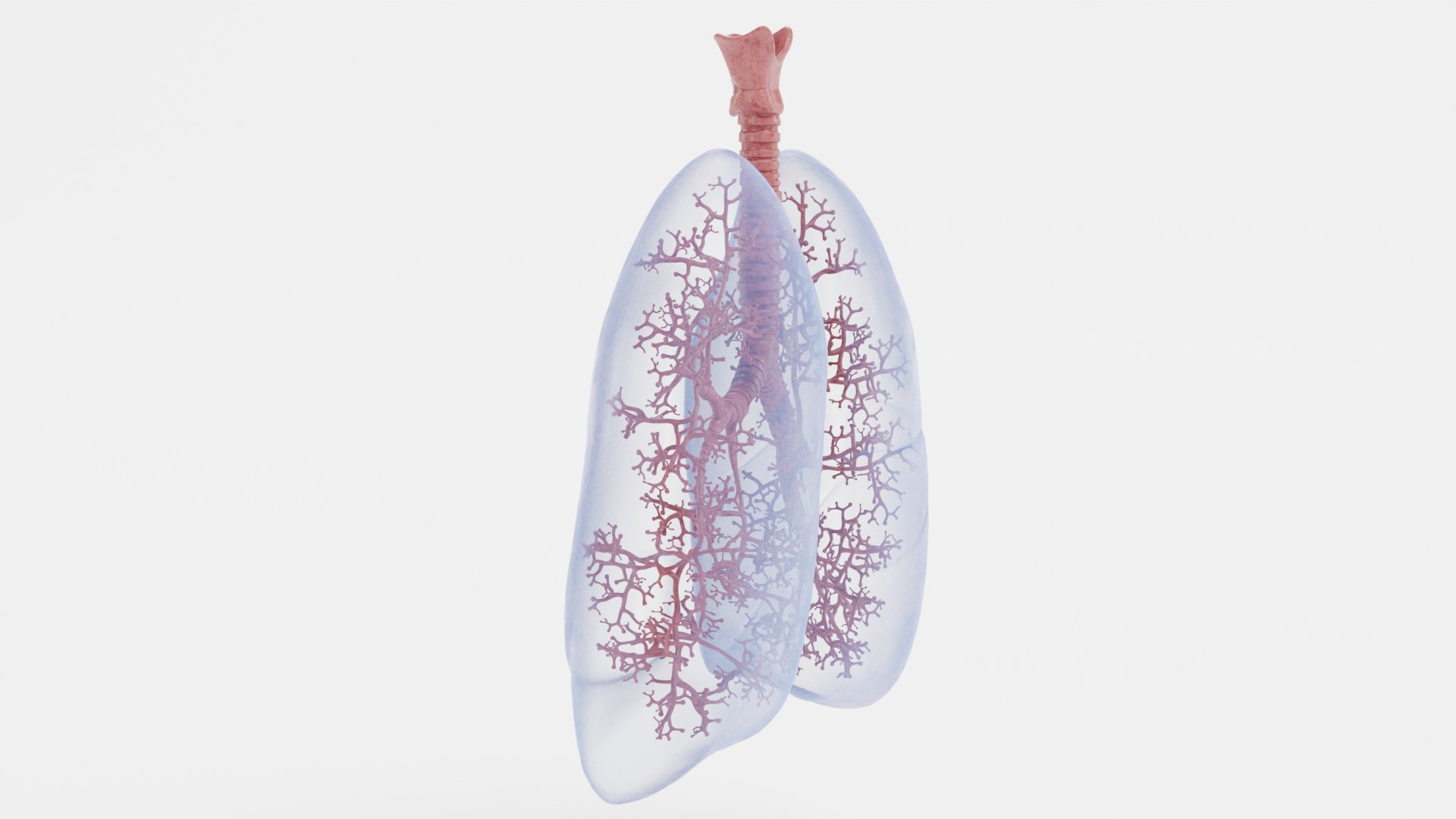 Respiratory System And Bronchi 3D Model - TurboSquid 1839091