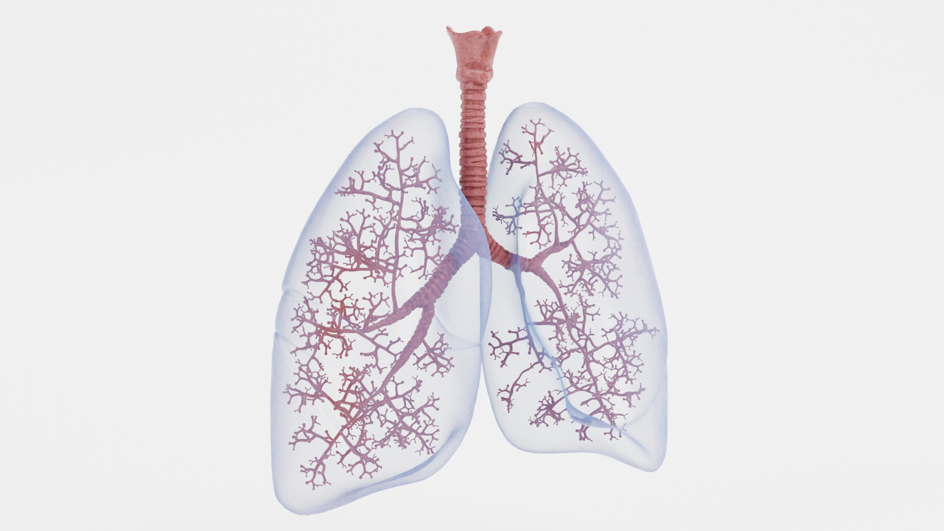 Respiratory System and Bronchi 3D model - TurboSquid 1839091