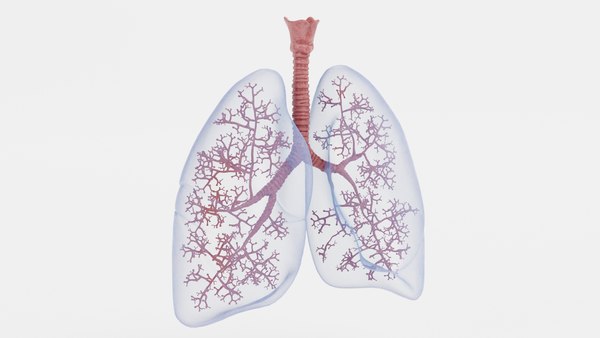 Respiratory System and Bronchi 3D model - TurboSquid 1839091