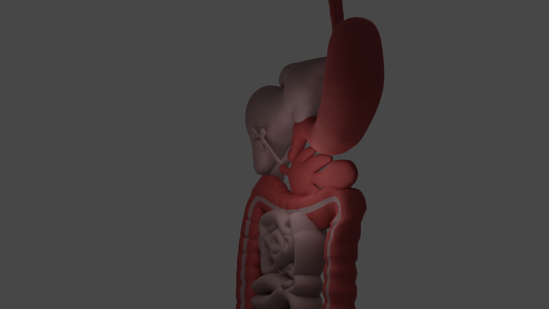 3D Human Digestive model - TurboSquid 2140366