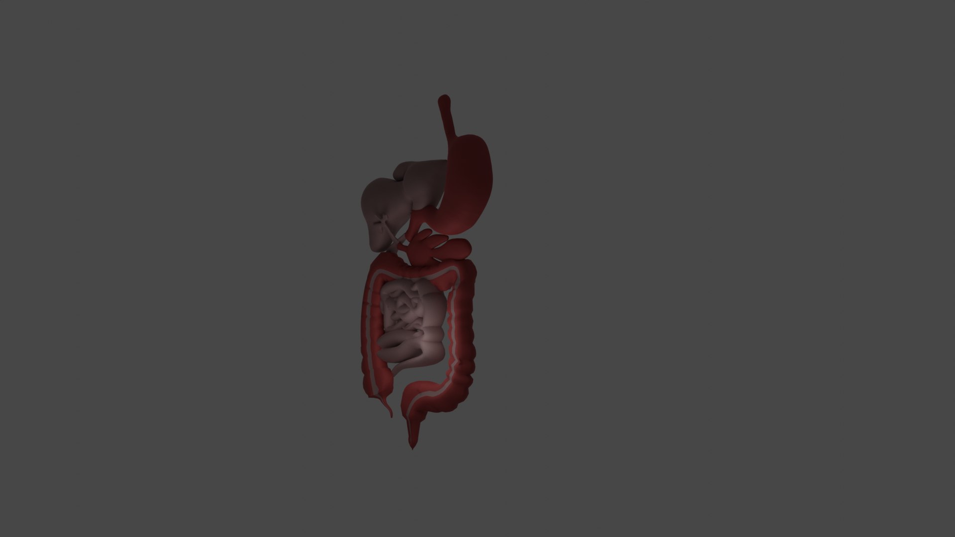 3D Human Digestive model - TurboSquid 2140366