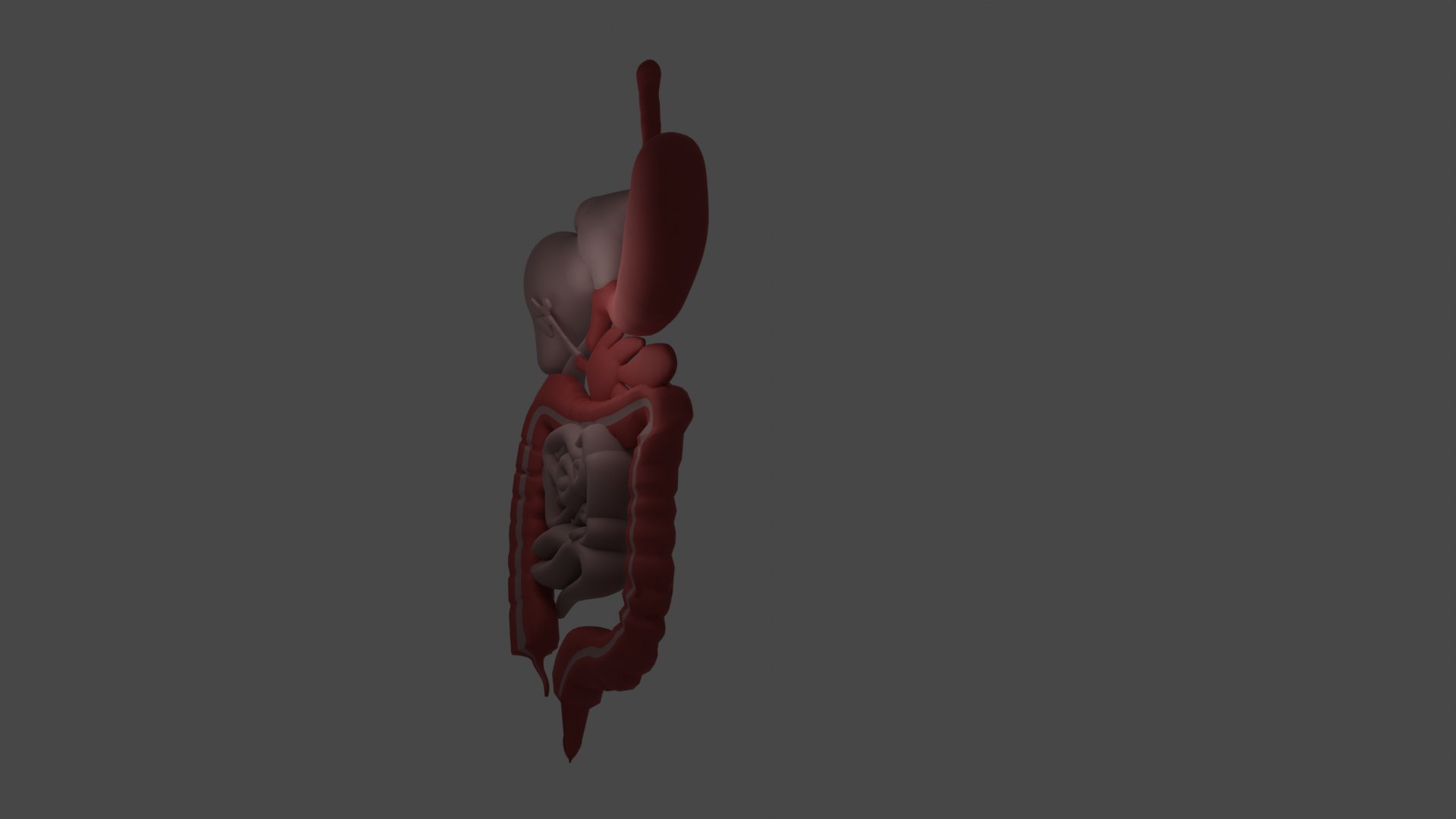 3D Human Digestive model - TurboSquid 2140366