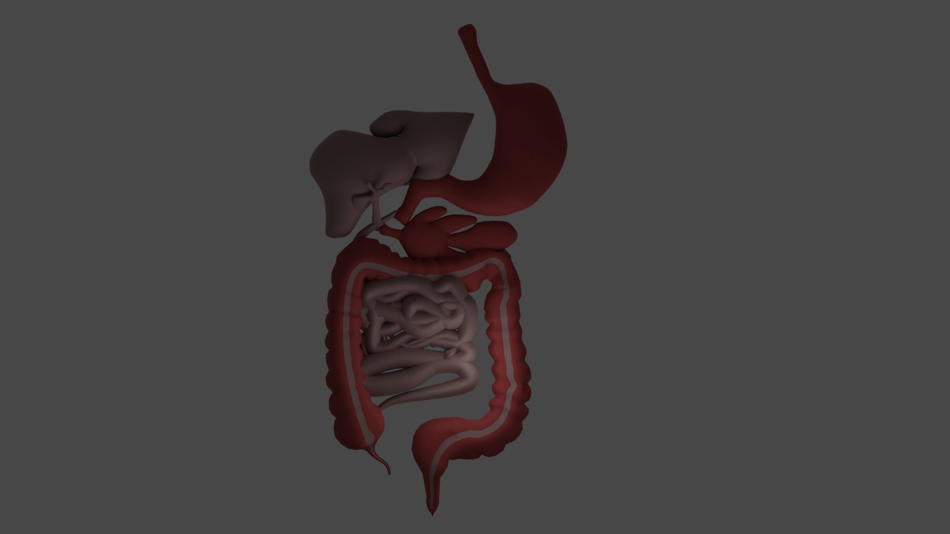 3D Human Digestive model - TurboSquid 2140366