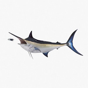 3D Marlin Models - Browse & Download Formats - TurboSquid