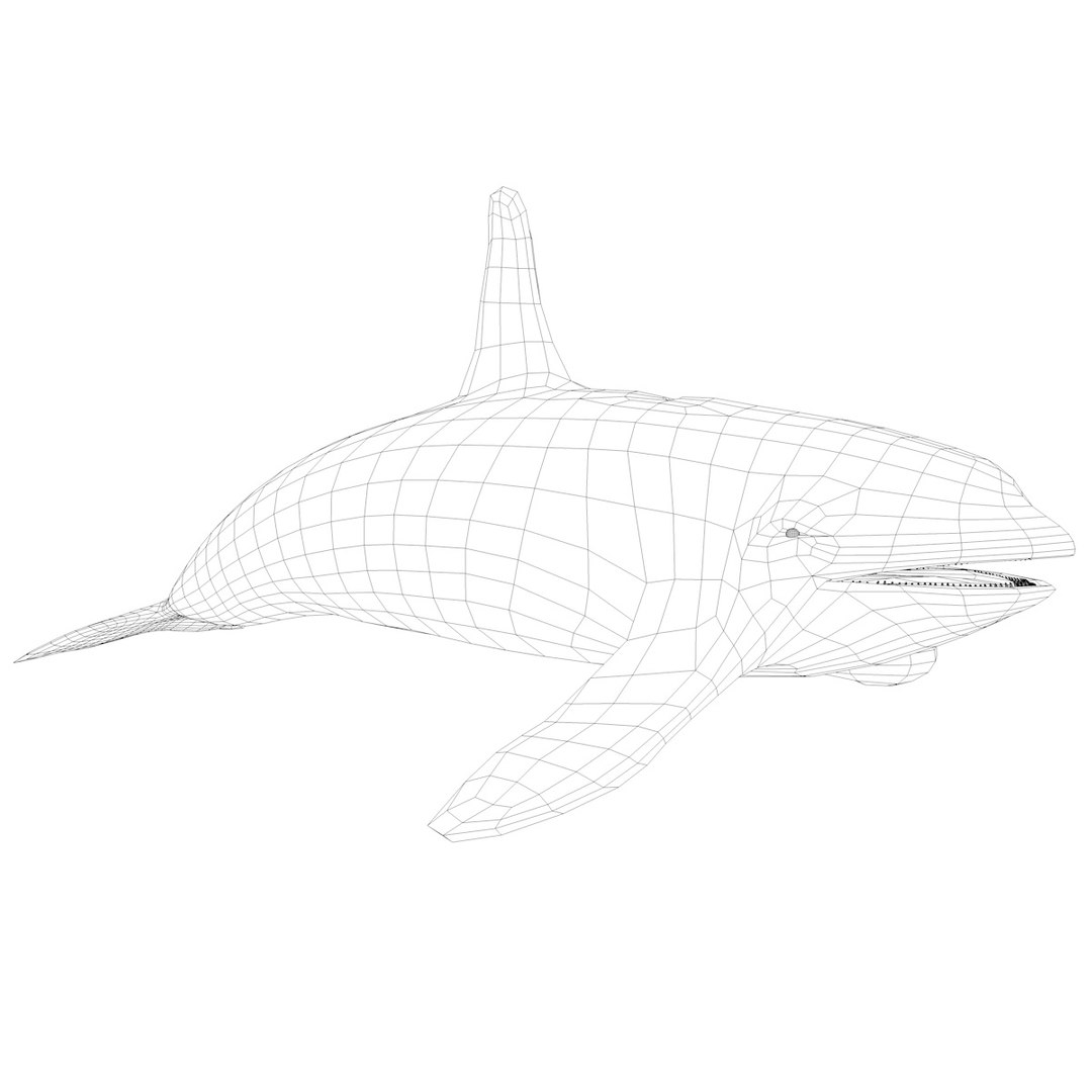 3d Killer Whale Model