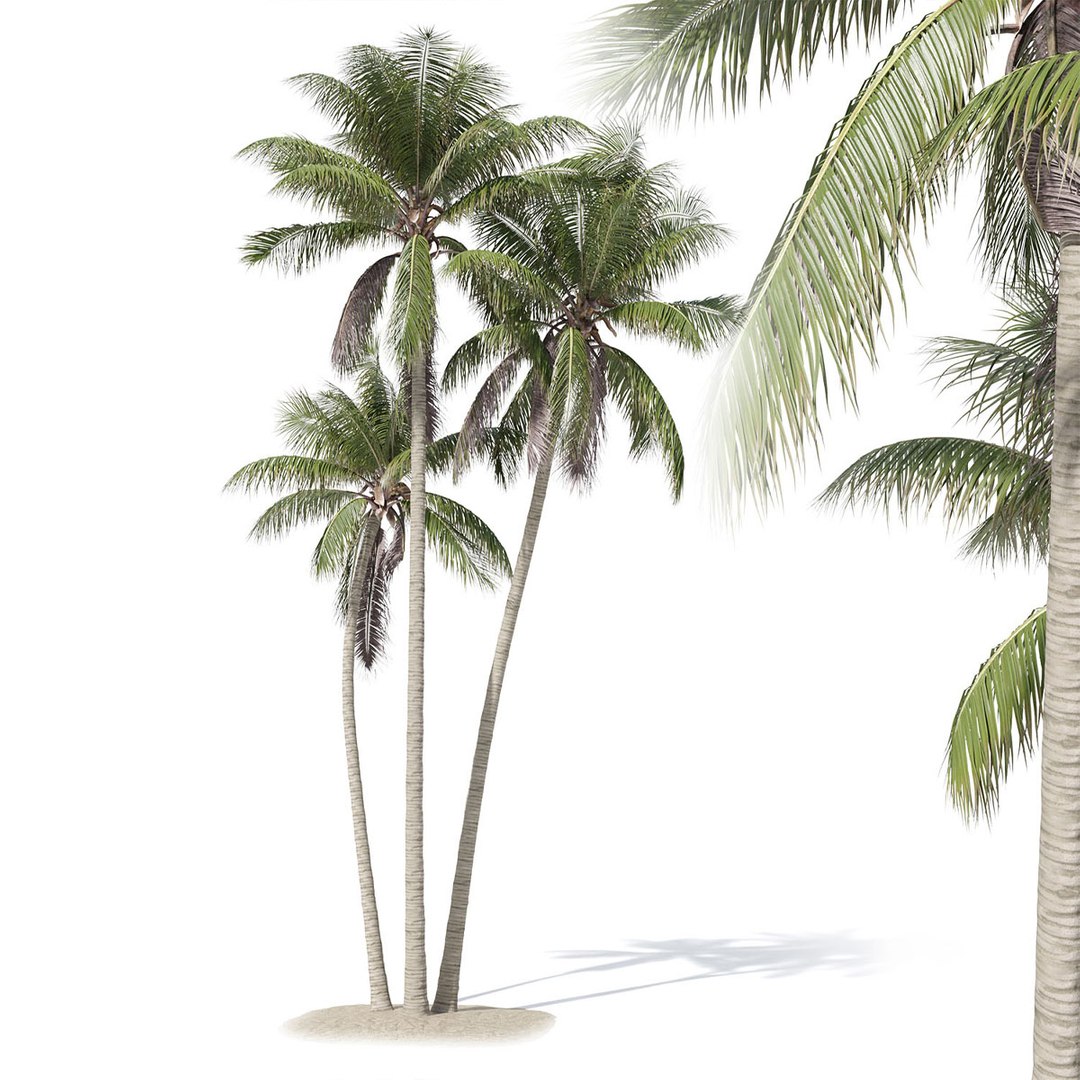 Cocos Nucifera Palm Tree 02 3D - TurboSquid 2172049