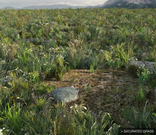 Real-time wild grass field 3D model - TurboSquid 1193869