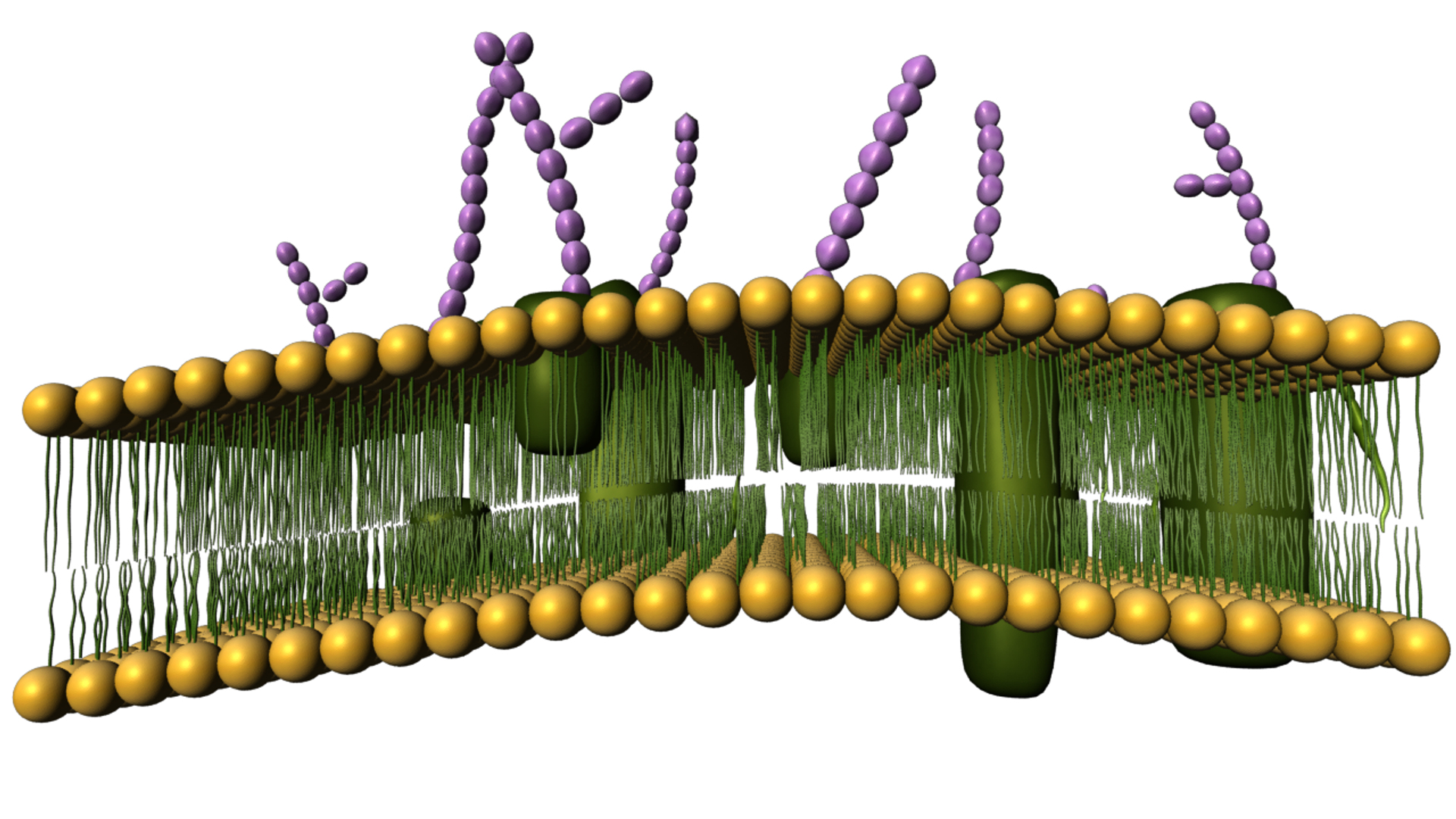 cell membrane 3d obj