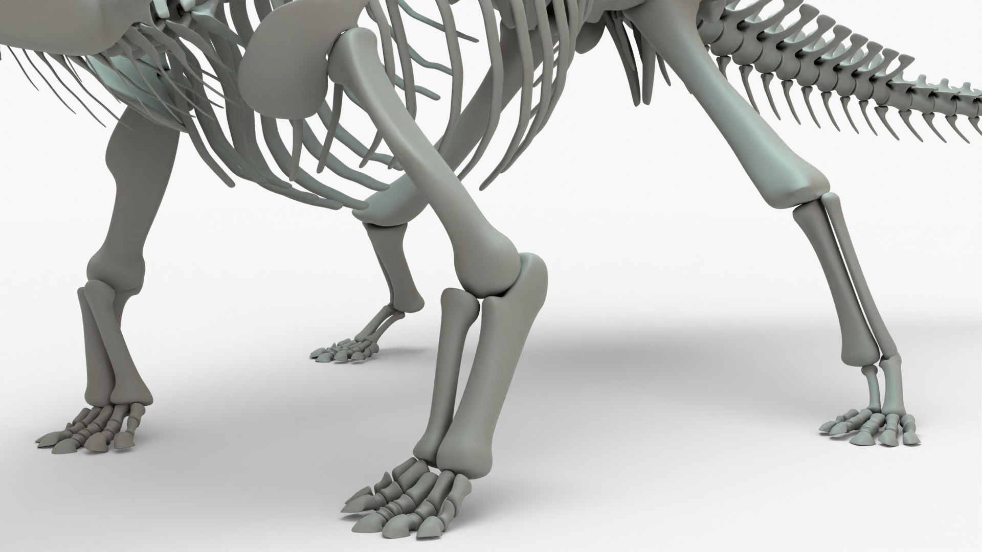 3D Ankylosaurus Rigged Skeleton model - TurboSquid 2131467