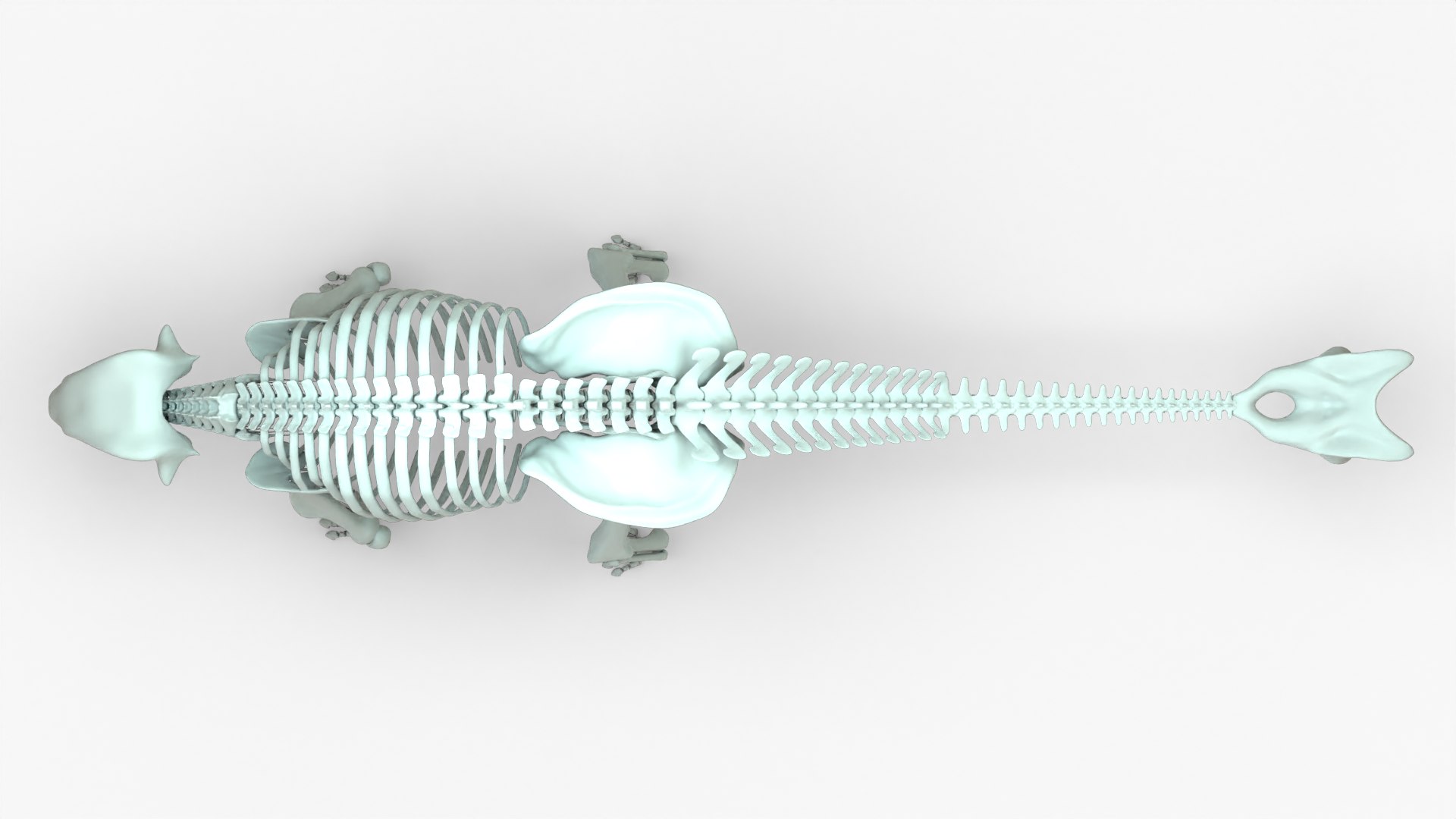 3D Ankylosaurus Rigged Skeleton model - TurboSquid 2131467