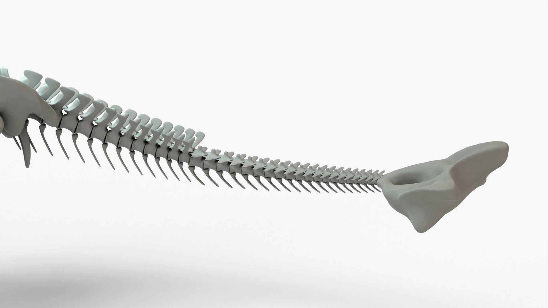 3D Ankylosaurus Rigged Skeleton model - TurboSquid 2131467